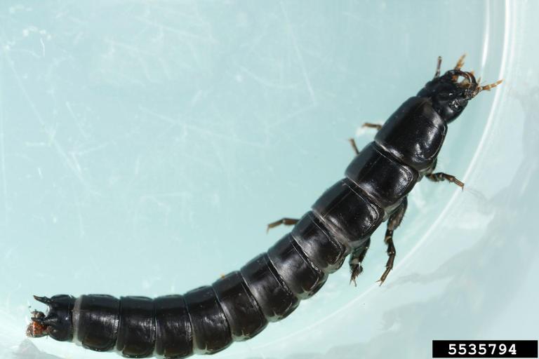 ground beetles (Family Carabidae)