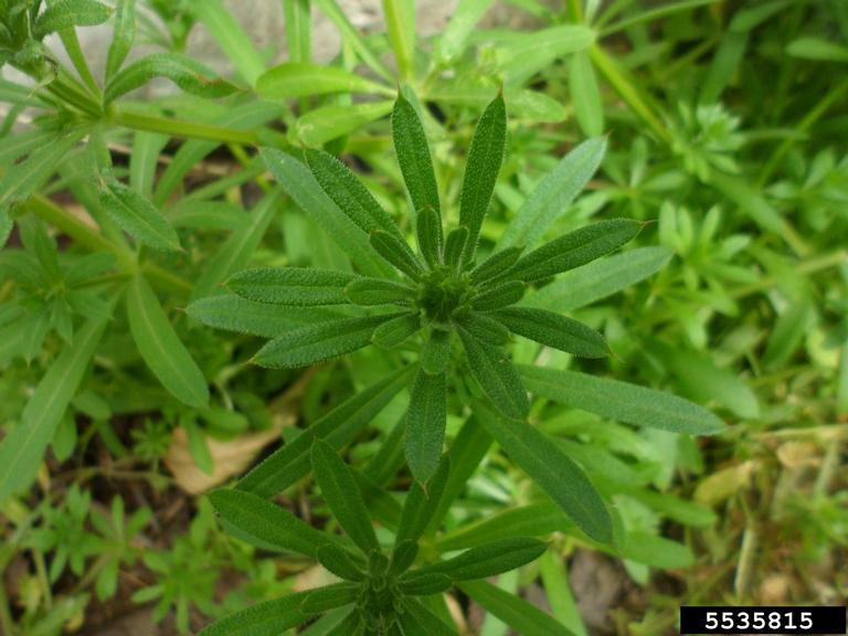 catchweed bedstraw (Galium aparine L.)