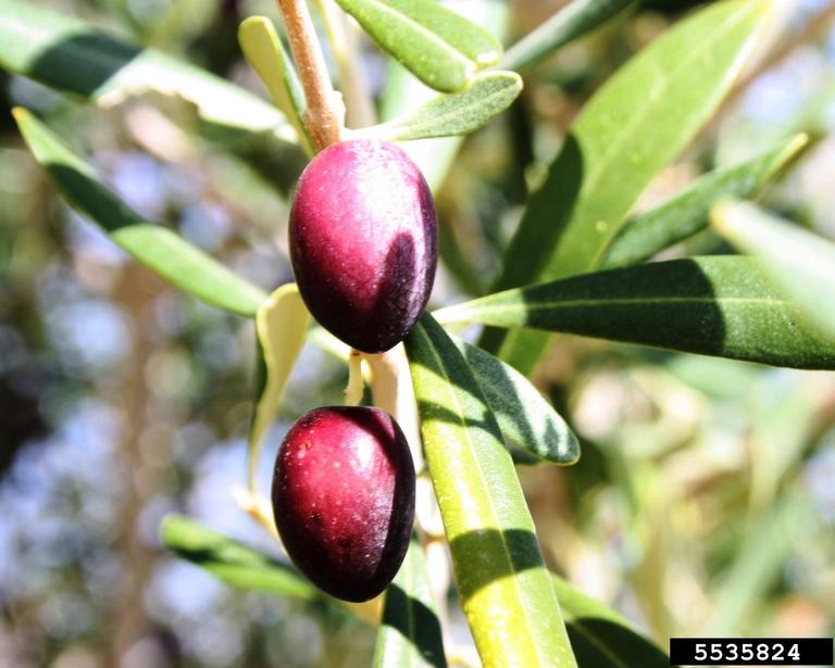 olive (Olea europaea)