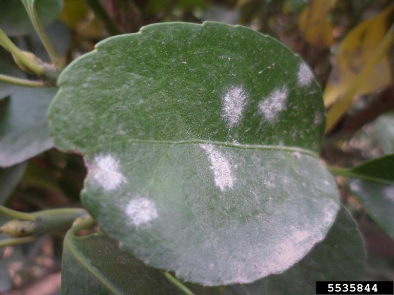 powdery mildew (Erysiphe euonymicola U. Braun)