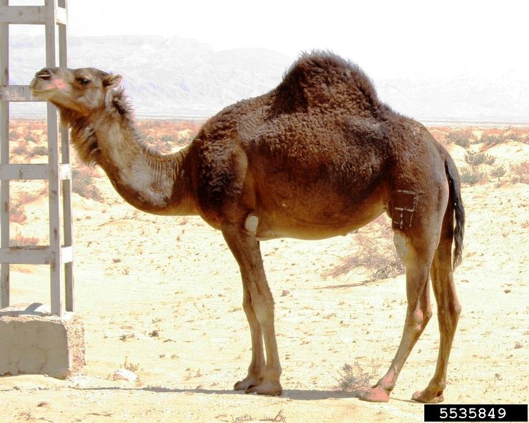 dromedary camel (Camelus dromedarius Linnaeus, 1758)