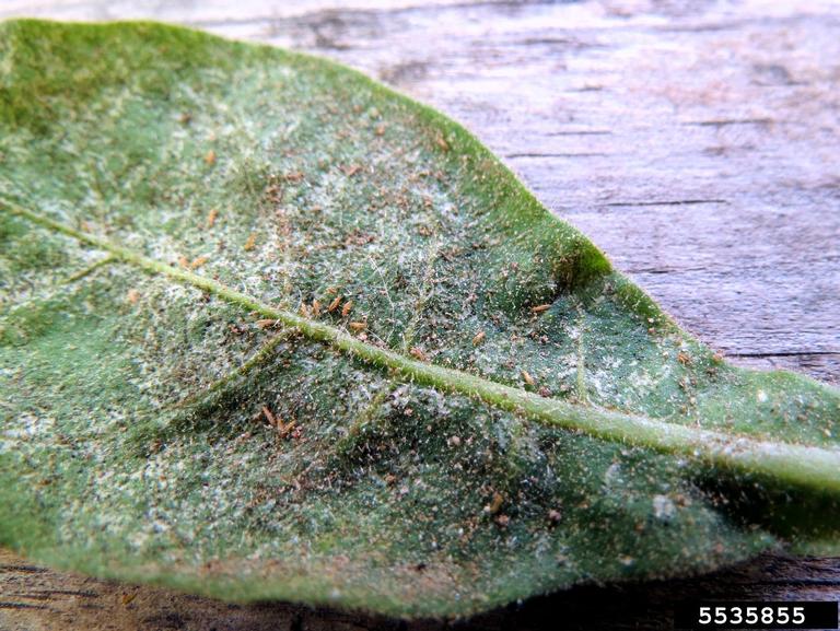 onion thrips (Thrips tabaci)