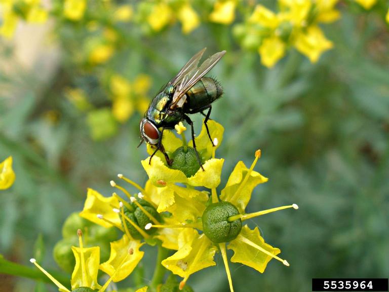 common green bottle fly (Lucilia sericata (Meigen, 1826))