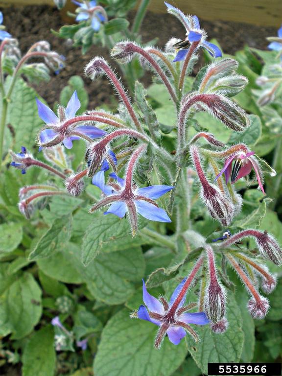 common borage (Borago officinalis)