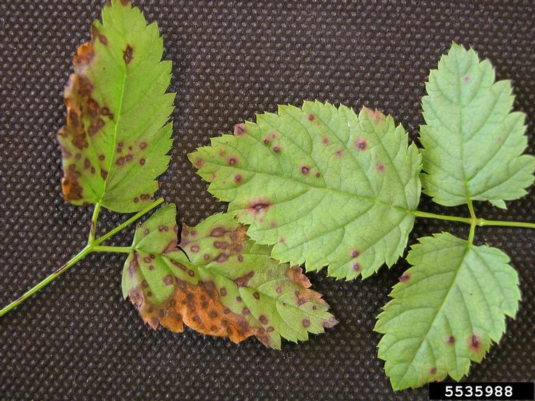 Cercospora fungi (Genus Cercospora)