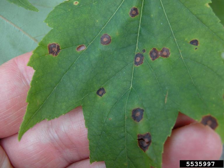 Phyllosticta leaf spot (Phyllosticta acericola Cooke & Ellis)