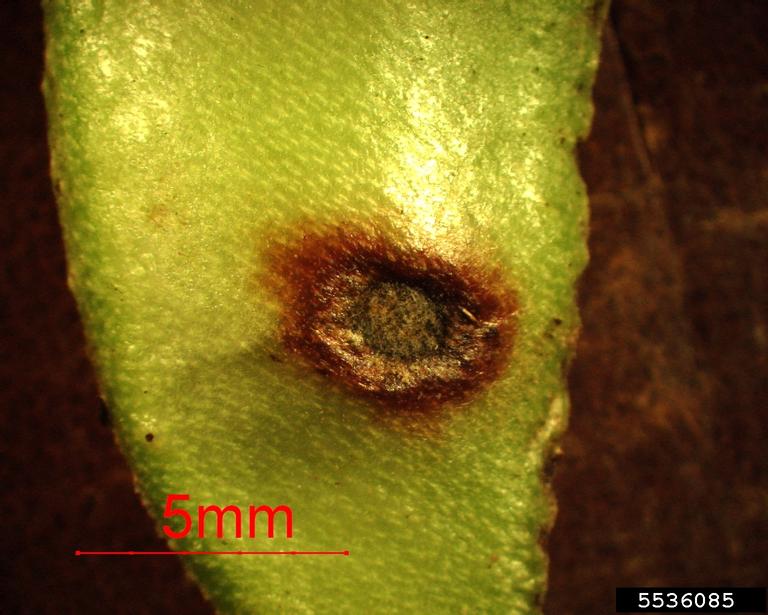 Cercospora leaf spot (Cercospora canescens Ellis & G. Martin)