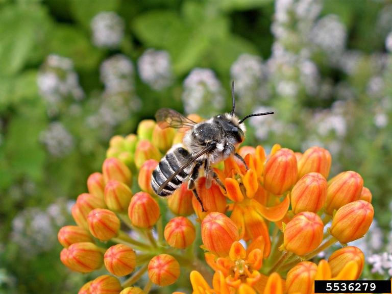 Texas leafcutter bee (Megachile texana)