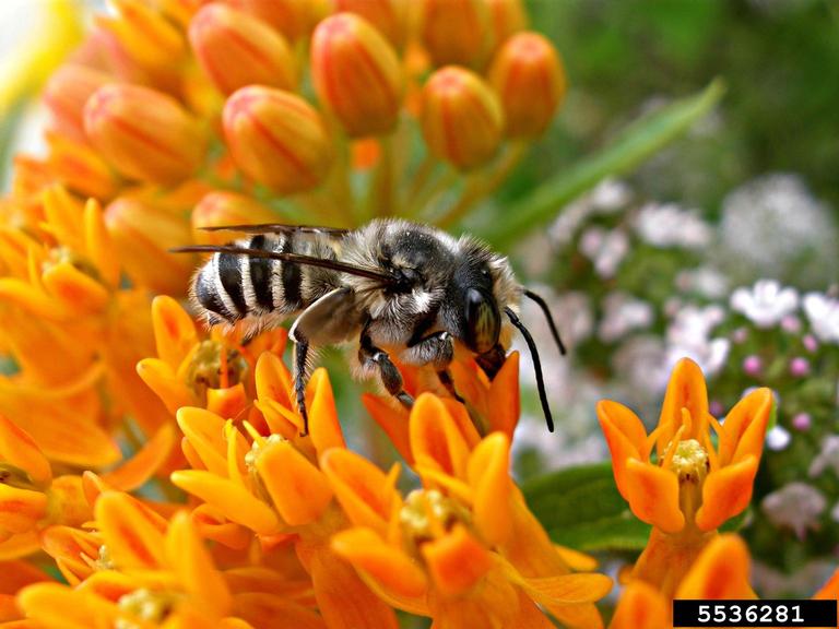 Texas leafcutter bee (Megachile texana Cresson, 1878)