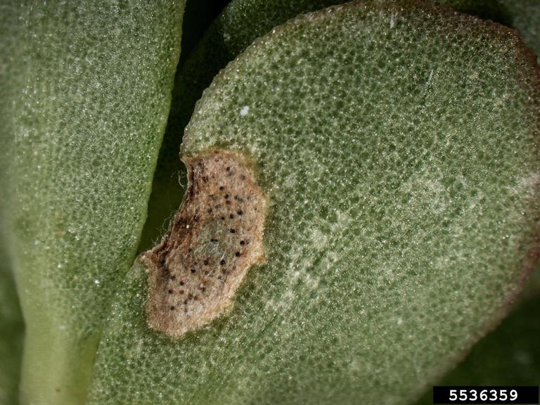 Phoma blights (Genus Phoma Sacc.)