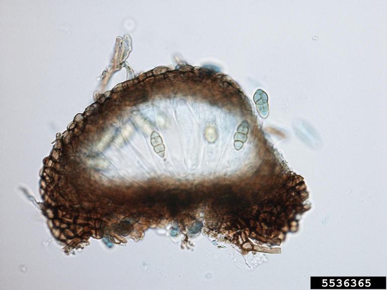 Lewia fungi (Genus Lewia M.E. Barr & E.G. Simmons)