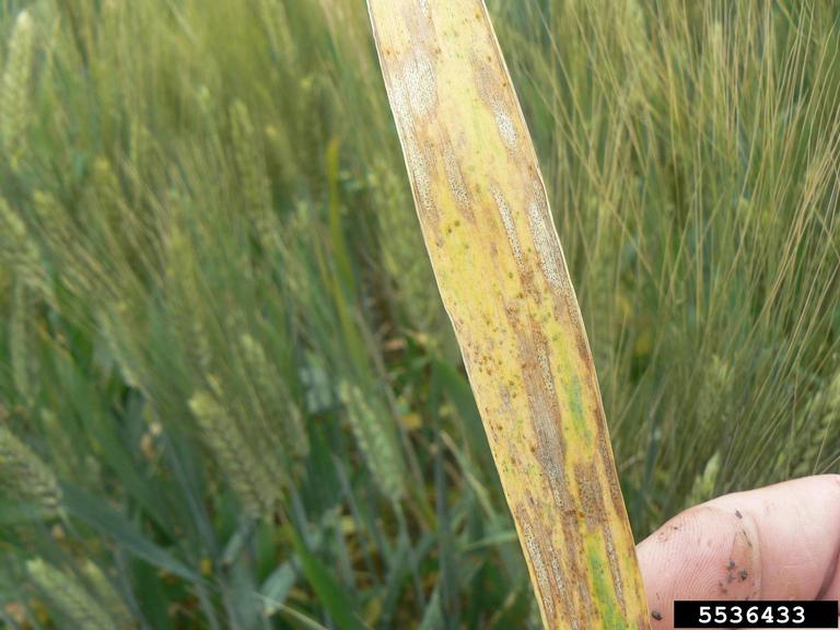 wheat leaf rust (Puccinia recondita Dietel & Holw.)