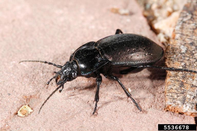 European ground beetle (Carabus nemoralis)