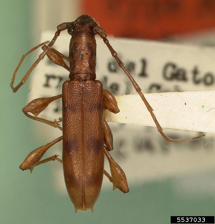 Bugwood Image Database System