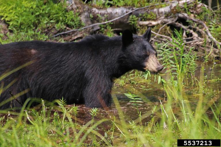 black bear (Ursus americanus Pallas)
