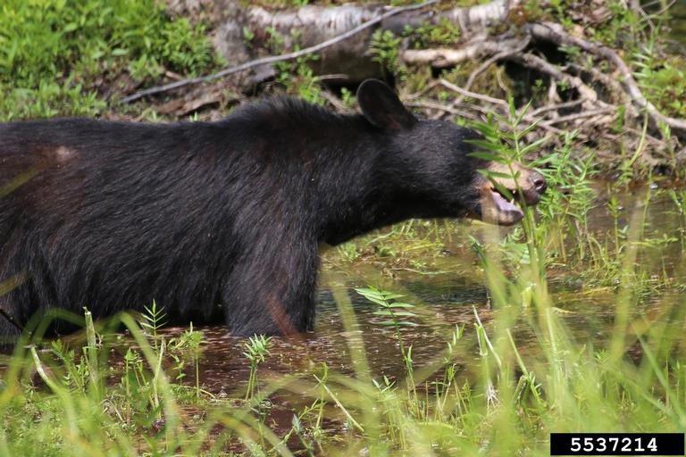 black bear (Ursus americanus Pallas)