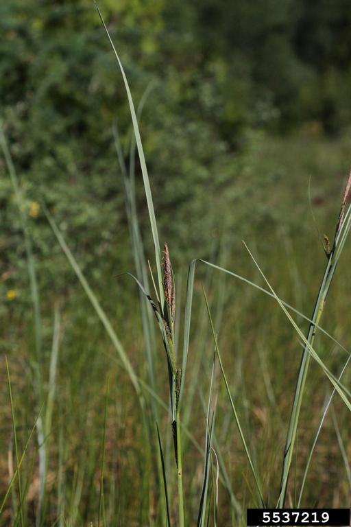 water sedge (Carex aquatilis)