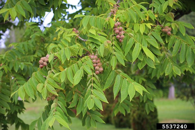 butternut (Juglans cinerea L.)