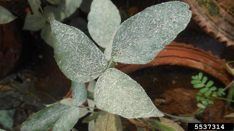 powdery mildew (Erysiphe betae (Vanha) Weltzien)