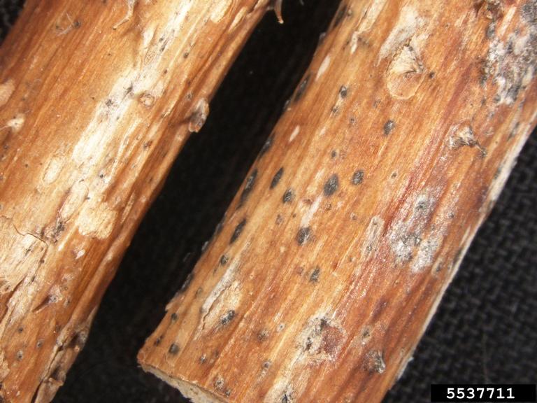 fungus (Genus Neofusicoccum)