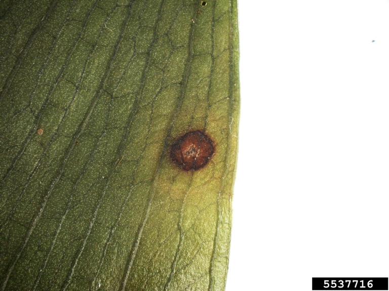 Mycosphaerella fungi (Genus Mycosphaerella)