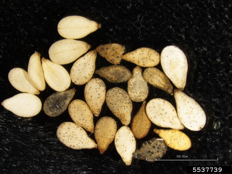 Fusicoccum canker (Genus Fusicoccum Corda, 1829)