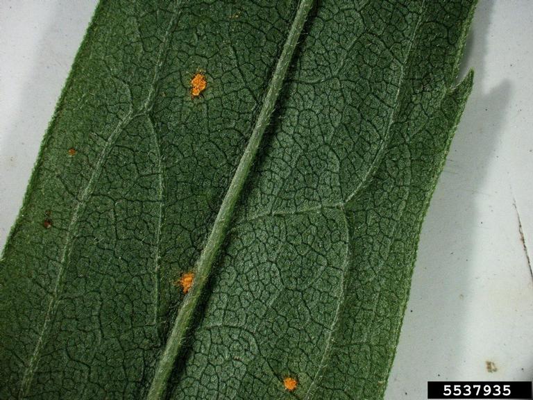 pine needle rust (Coleosporium asterum (Dietel) Syd. & P. Syd.)