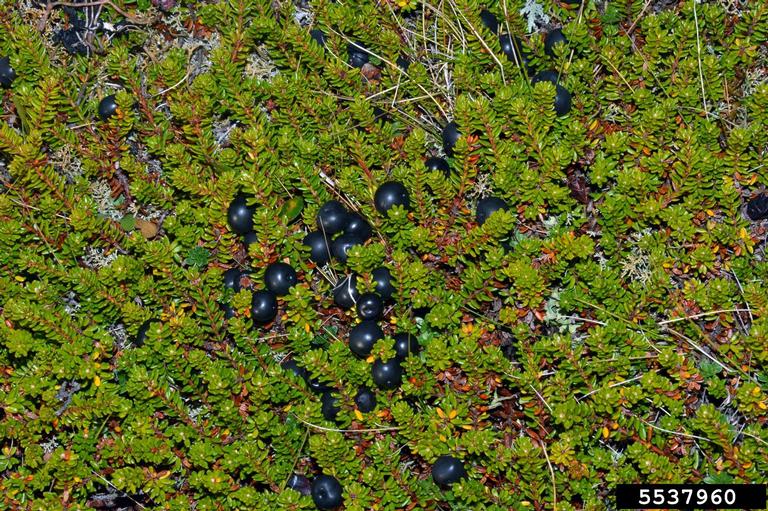 black crowberry (Empetrum nigrum)