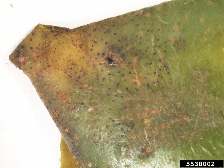 Mycosphaerella fungi (Genus Mycosphaerella)