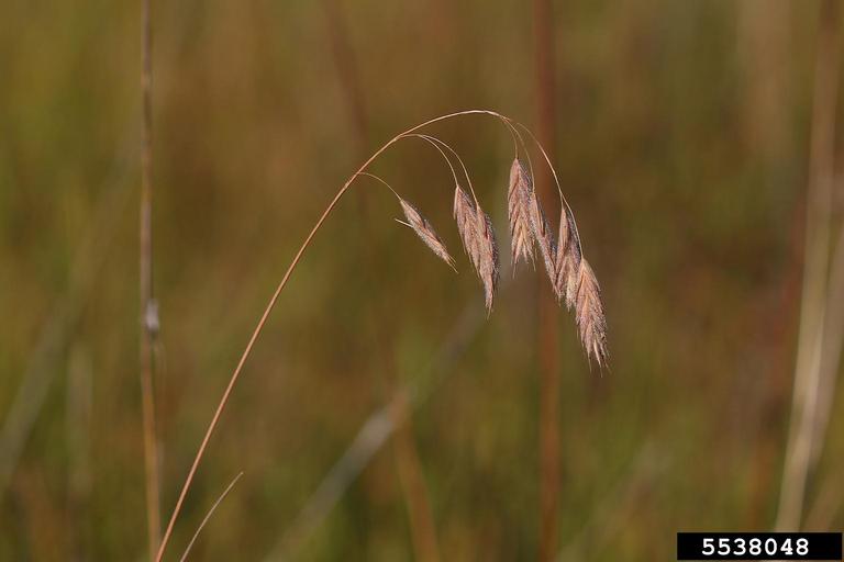 arctic brome (Bromus kalmii A. Gray)