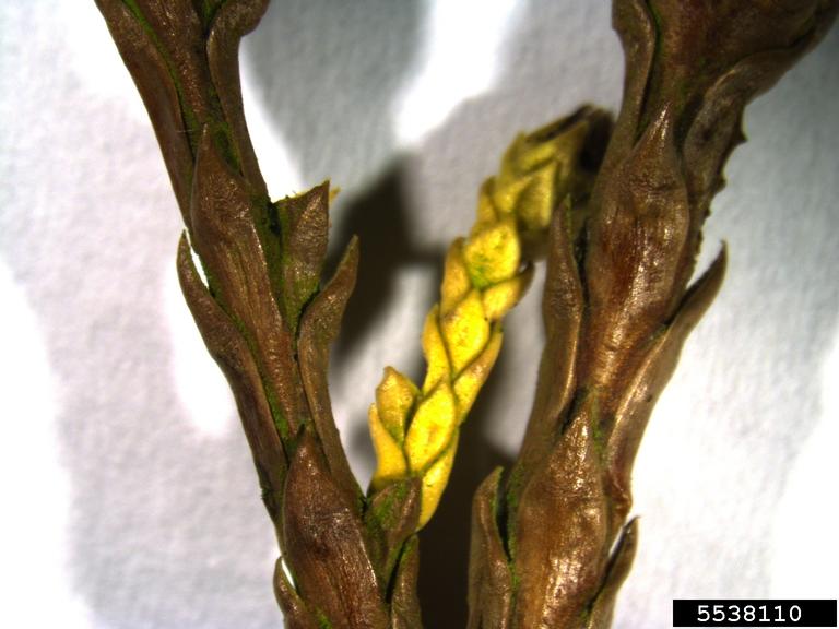 Pestalotiopsis blight (Pestalotiopsis funerea (Desm.) Steyaert)