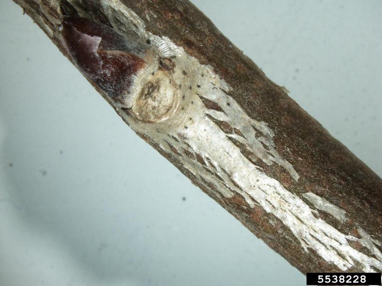 Ascochyta fungi (Genus Ascochyta Lib.)