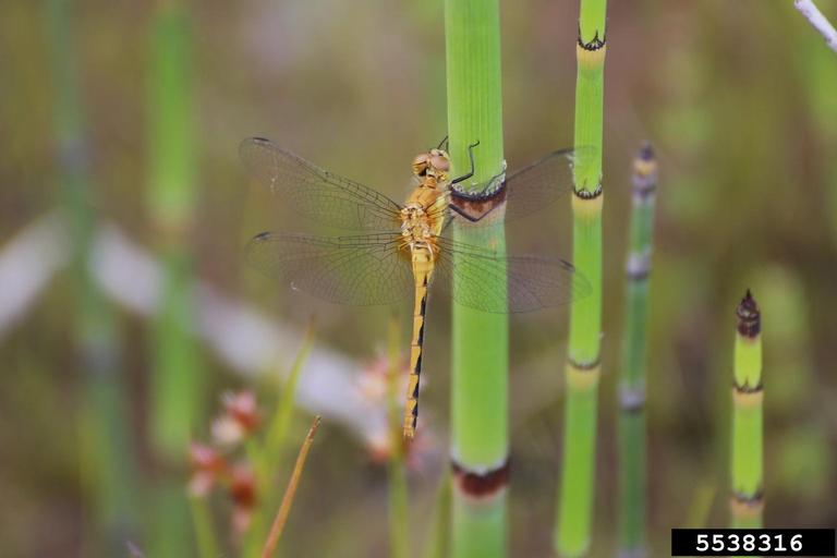 meadowhawks (Genus Sympetrum)