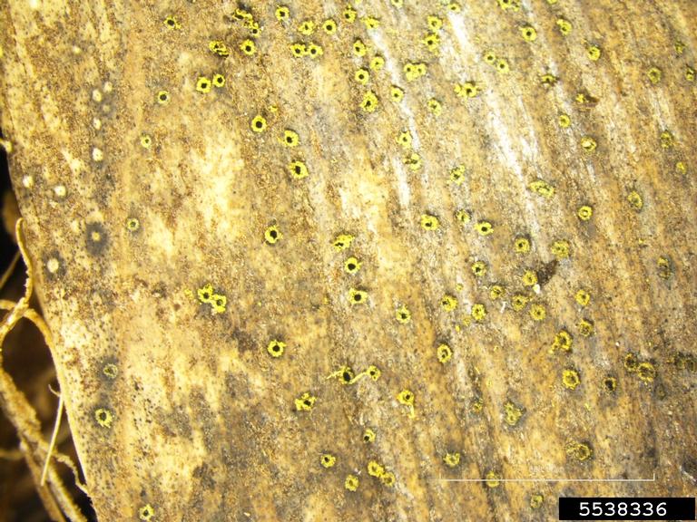 Arthrinium fungi (Genus Arthrinium Kunze, 1817)