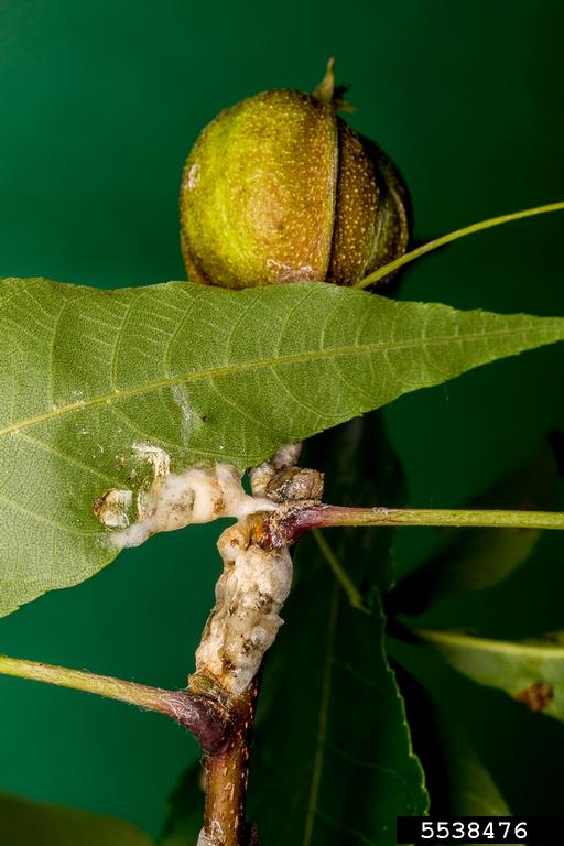 pecan spittlebug (Clastoptera achatina)
