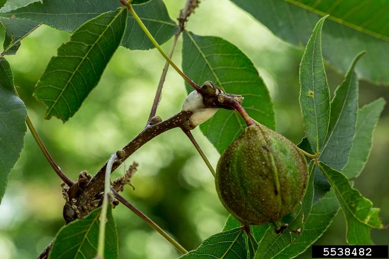 pecan spittlebug (Clastoptera achatina Germar, 1839)