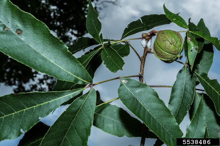 pecan spittlebug (Clastoptera achatina Germar, 1839)