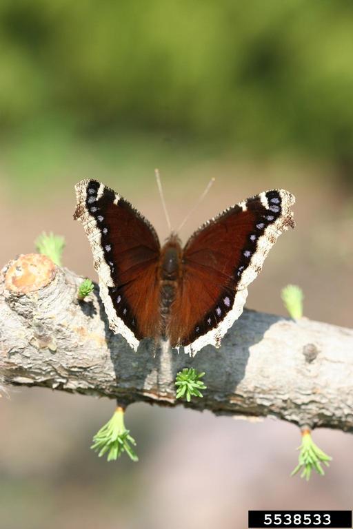 mourning cloak butterfly (Nymphalis antiopa (Linnaeus))