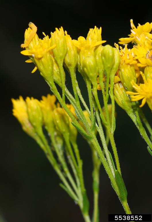 goldenrod (Solidago houghtonii Torr. & A. Gray ex A. Gray)