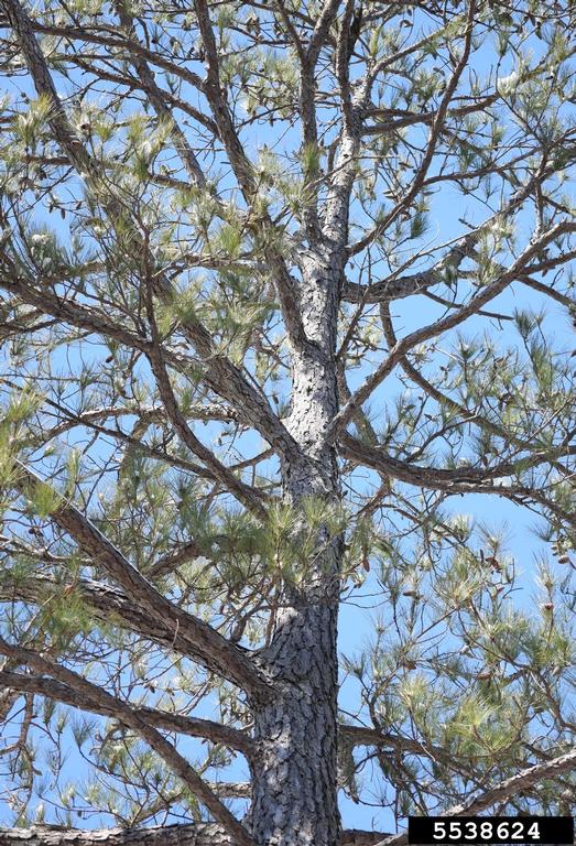 eastern white pine (Pinus strobus L.)