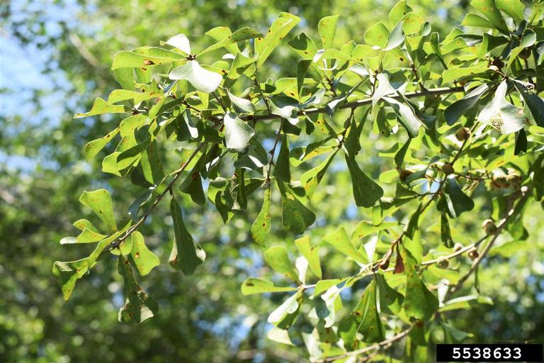 water oak (Quercus nigra)