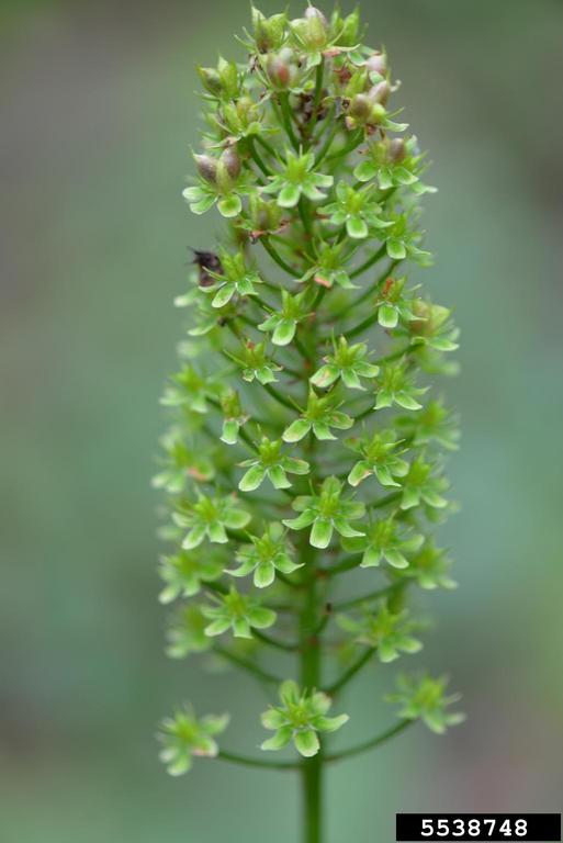 flypoison (Amianthium muscitoxicum (Walt.) Gray)