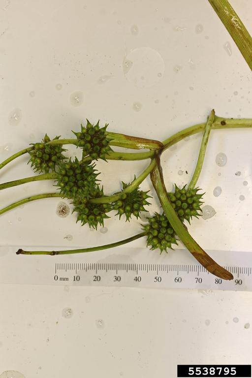 water burreed (Sparganium fluctuans (Engelm. ex Morong) B.L. Rob.)