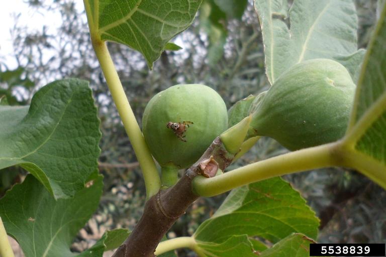 Mediterranean fruit fly, Medfly (Ceratitis capitata)