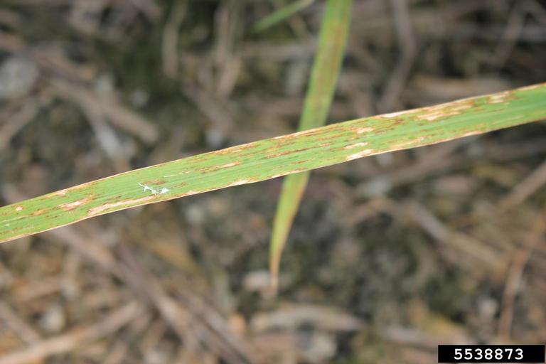 bacterial leaf blight of rice (Xanthomonas oryzae pv. oryzae (ex ...