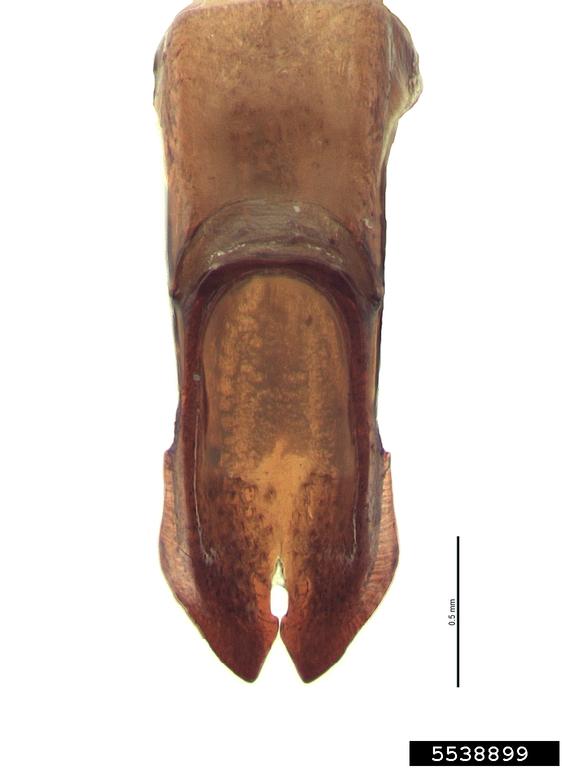 Chinese rose beetle (Adoretus sinicus)