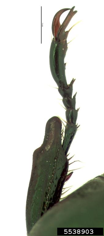 green chafer (Anomala albopilosa)