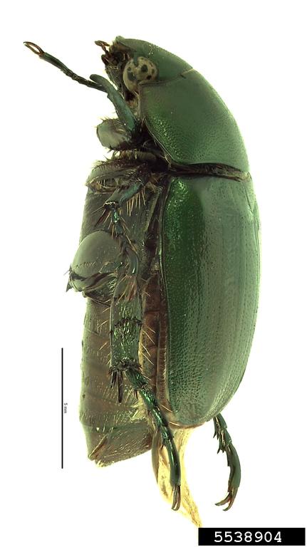 green chafer (Anomala albopilosa)