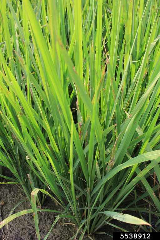 rice blast disease (Genus Pyricularia)