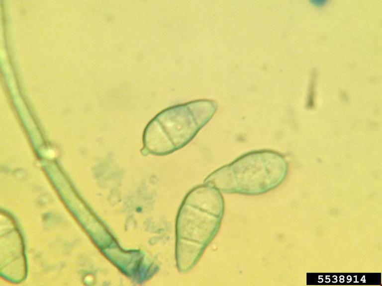 rice blast disease (Genus Pyricularia)